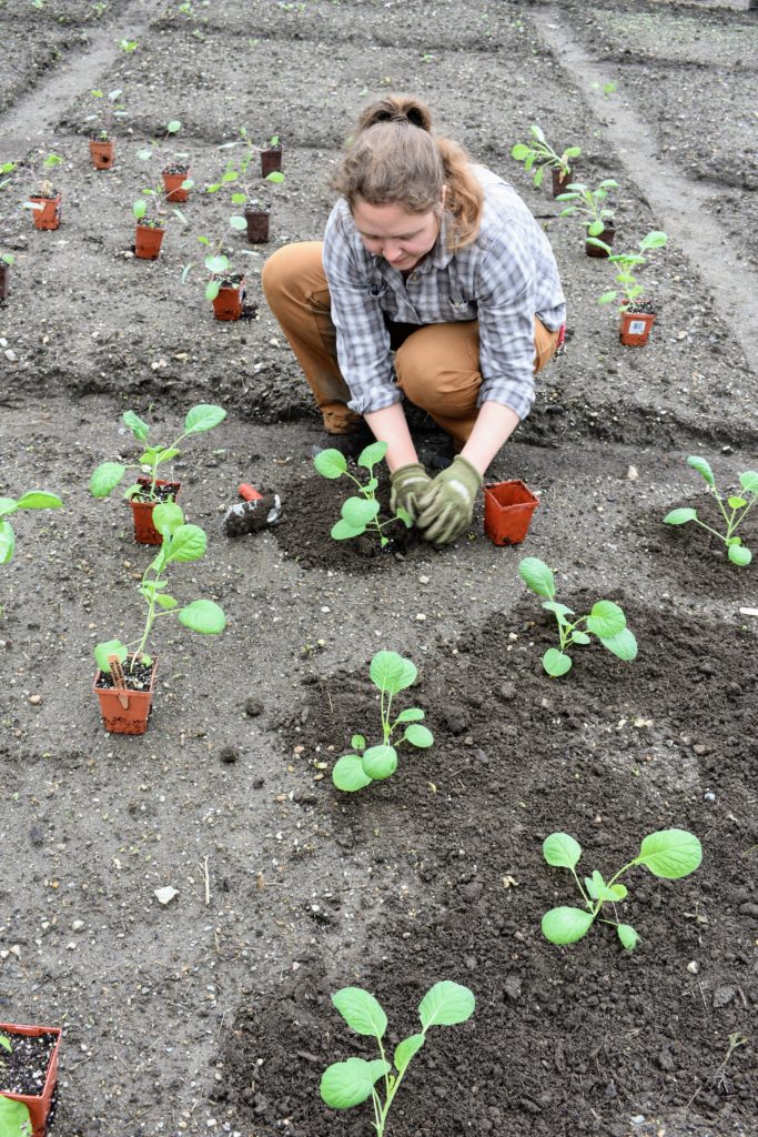 Planting in the Vegetable Garden - The Martha Stewart Blog