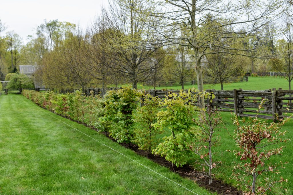Planting European Beech Trees - The Martha Stewart Blog