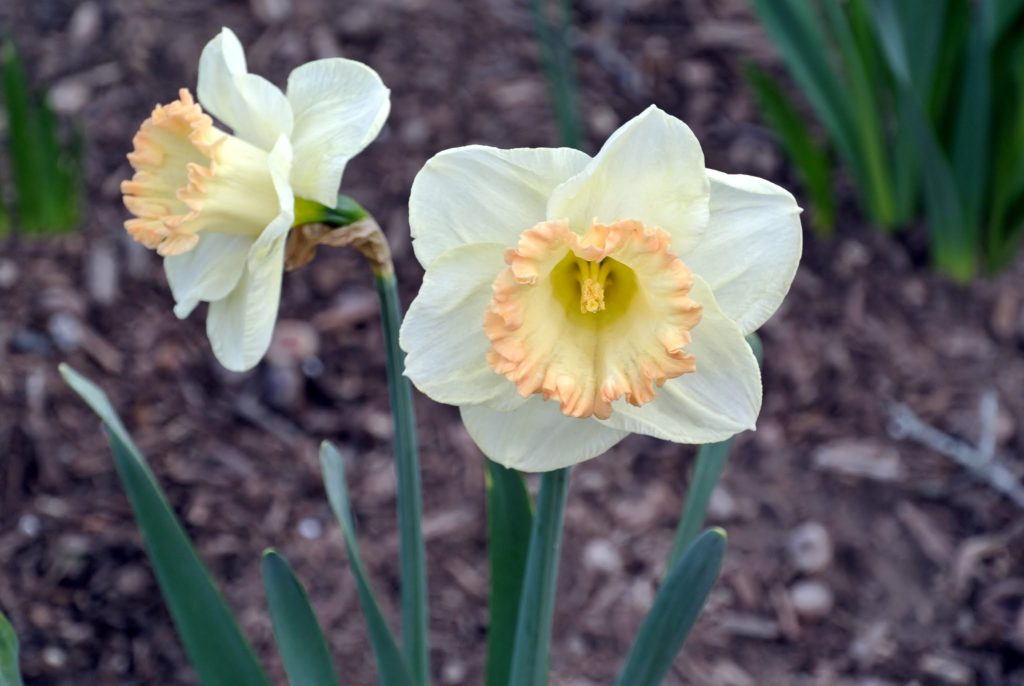 Blooming Daffodils Around the Farm - The Martha Stewart Blog