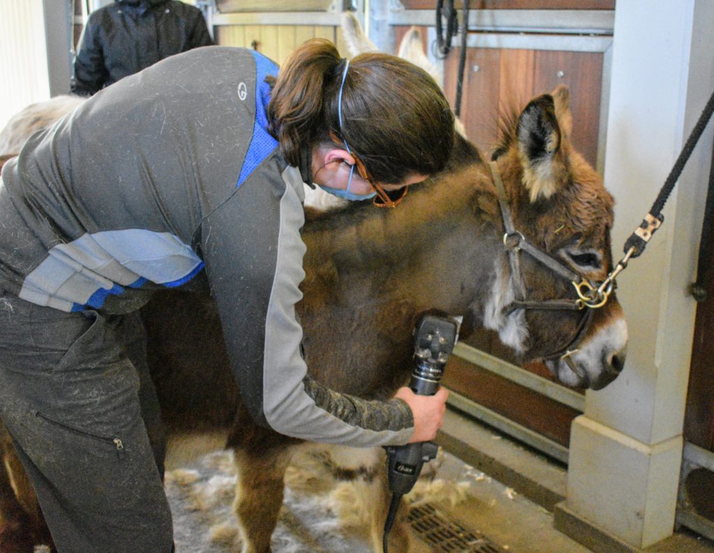 Clipping the Donkeys for Summer - The Martha Stewart Blog