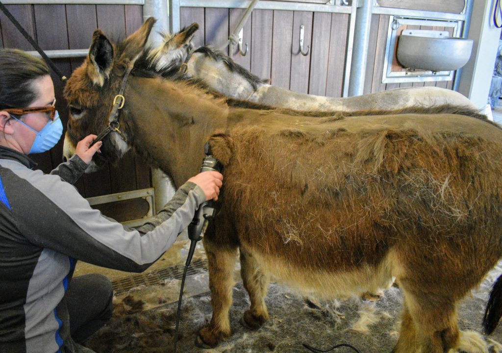 Clipping the Donkeys for Summer - The Martha Stewart Blog