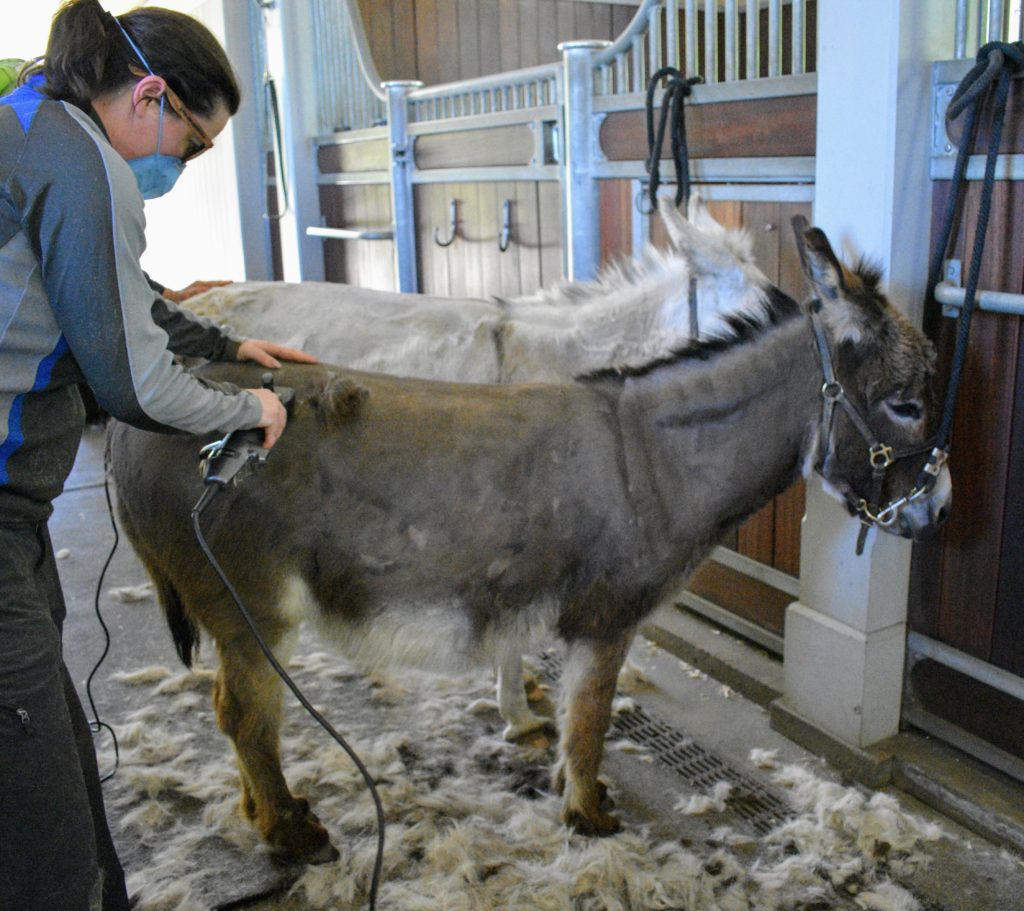 Clipping the Donkeys for Summer - The Martha Stewart Blog