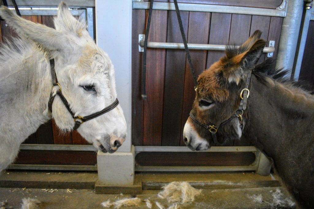 Clipping the Donkeys for Summer - The Martha Stewart Blog
