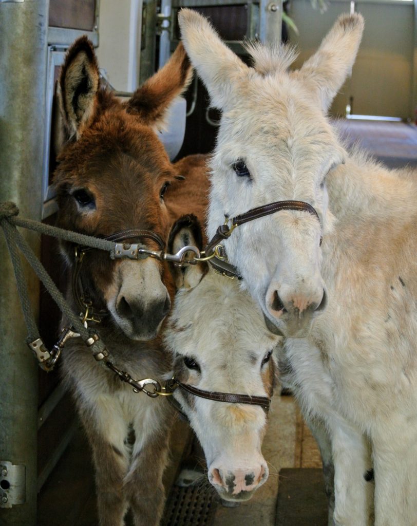 Clipping the Donkeys for Summer - The Martha Stewart Blog