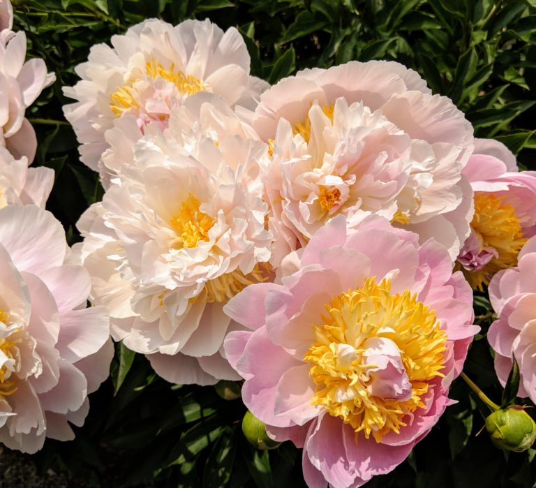 The Martha Stewart Blog : Blog Archive The Blooming Herbaceous Peonies ...