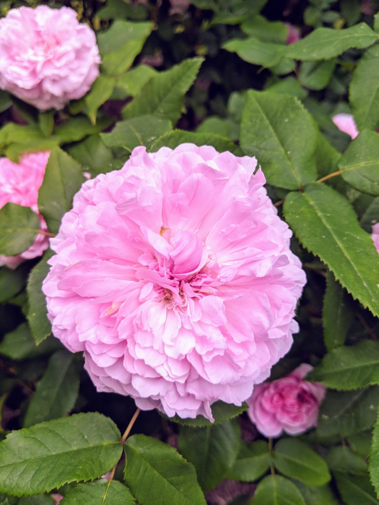 Blooming Roses at the Farm - The Martha Stewart Blog