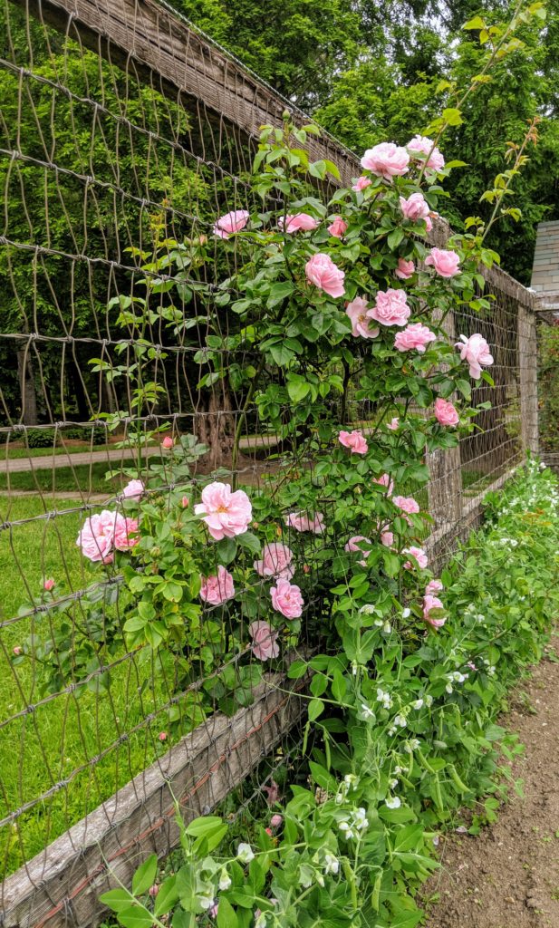 The Martha Stewart Blog : Blog Archive Blooming Roses at the Farm - The ...