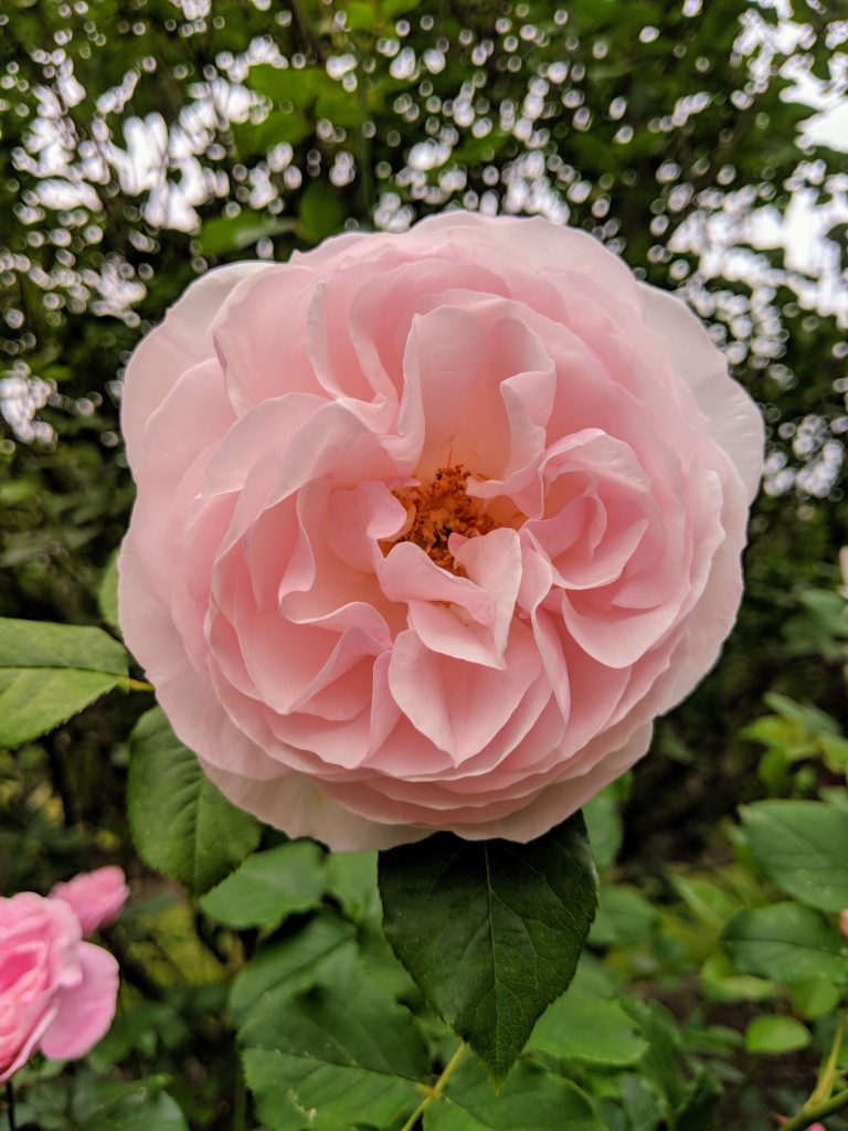 Blooming Roses at the Farm - The Martha Stewart Blog