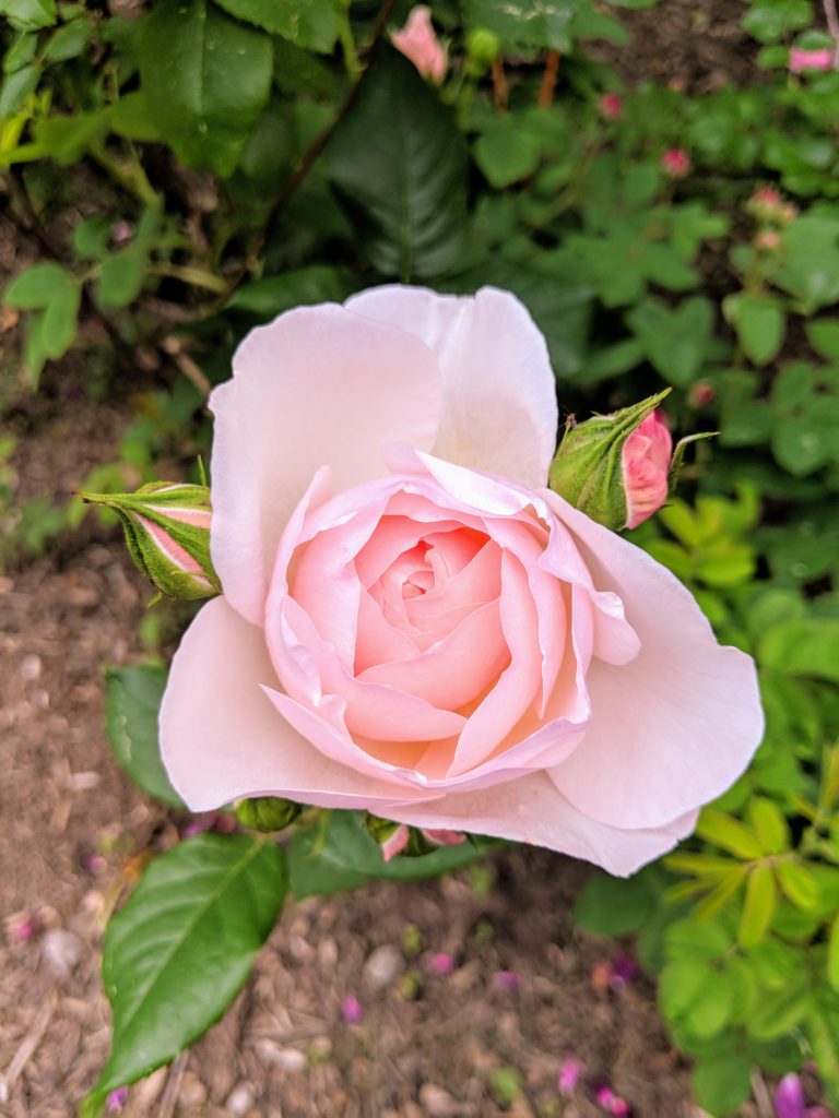 Blooming Roses at the Farm - The Martha Stewart Blog