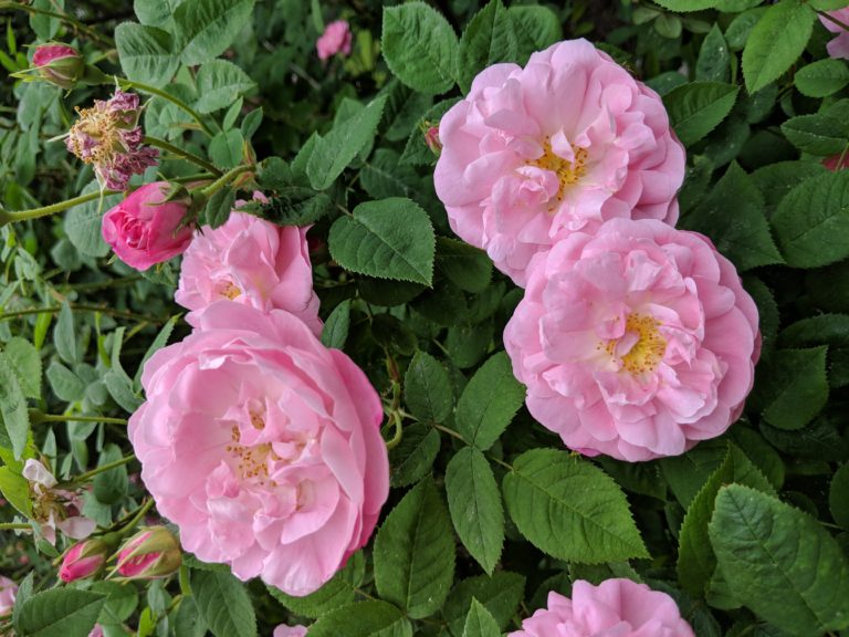 Blooming Roses at the Farm - The Martha Stewart Blog