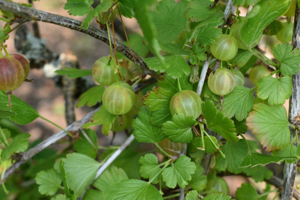 Picking Gooseberries and Currants at the Farm - The Martha Stewart Blog