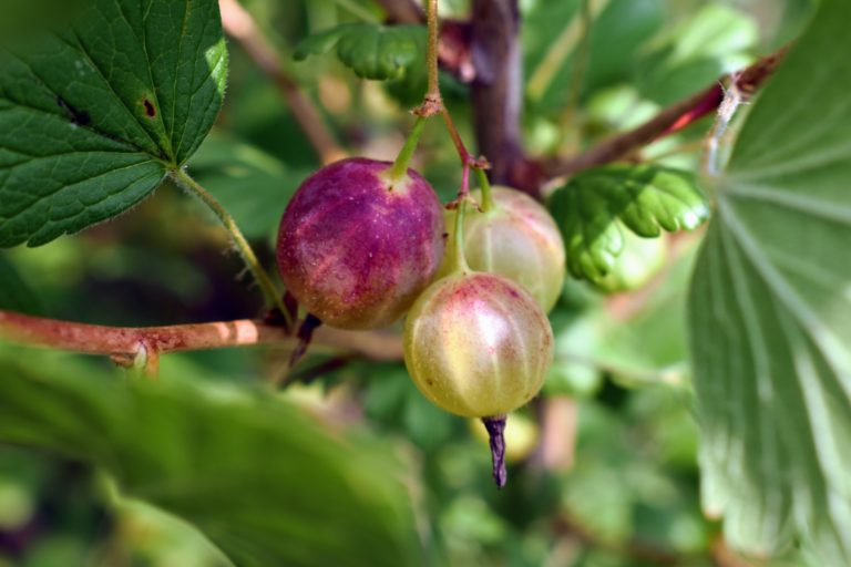 Picking Gooseberries and Currants at the Farm - The Martha Stewart Blog