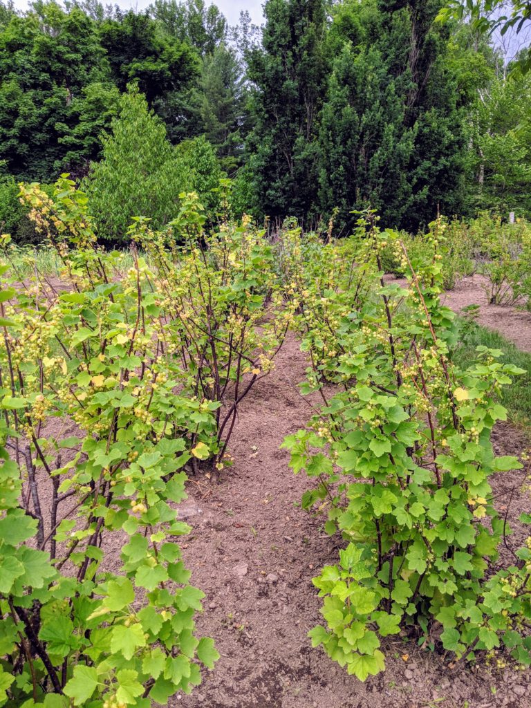 Picking Gooseberries and Currants at the Farm - The Martha Stewart Blog