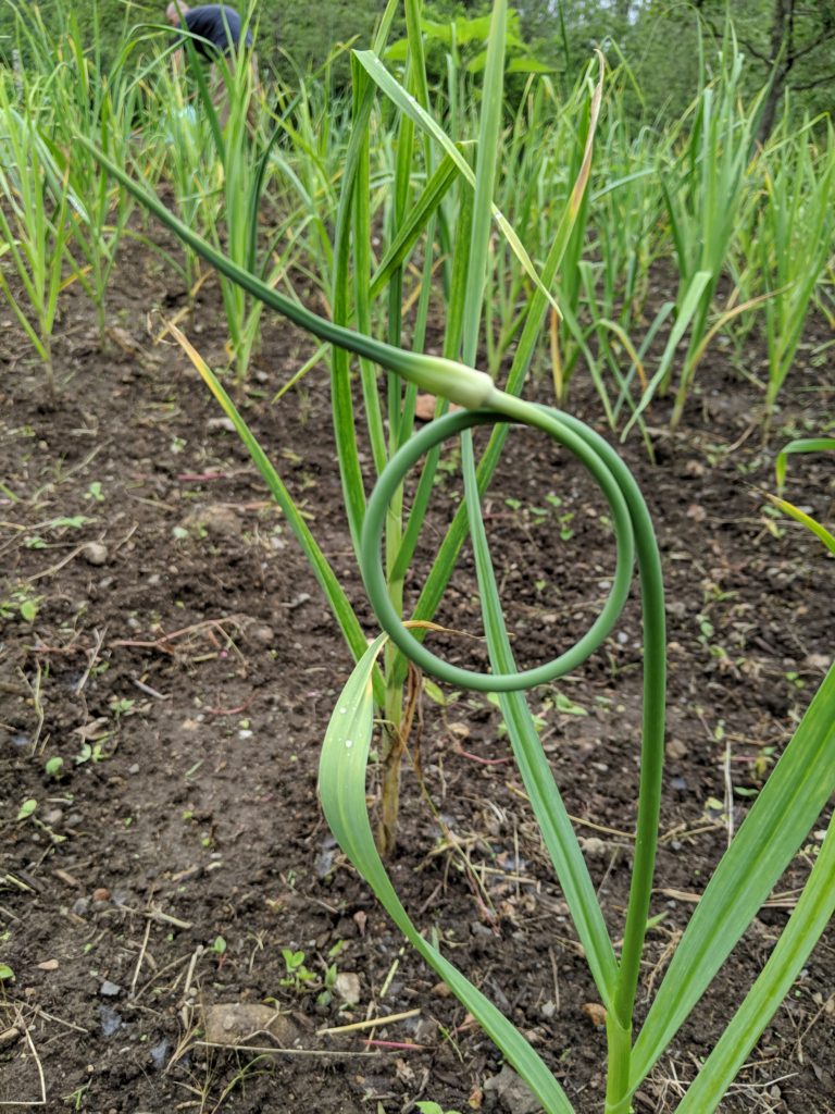 Harvesting this Year's Garlic - The Martha Stewart Blog