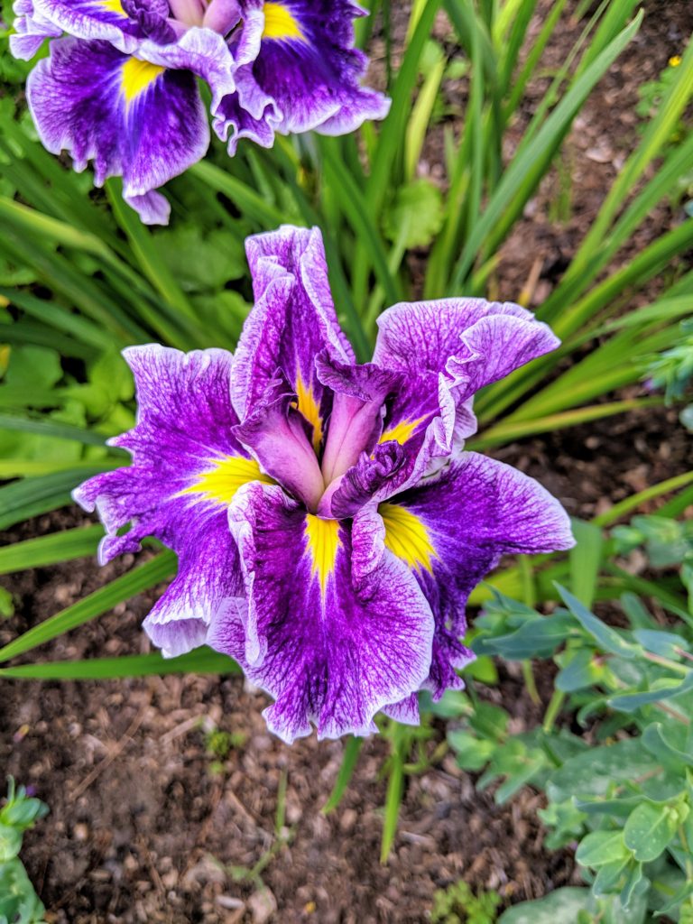 Prune After Bloom - The Martha Stewart Blog