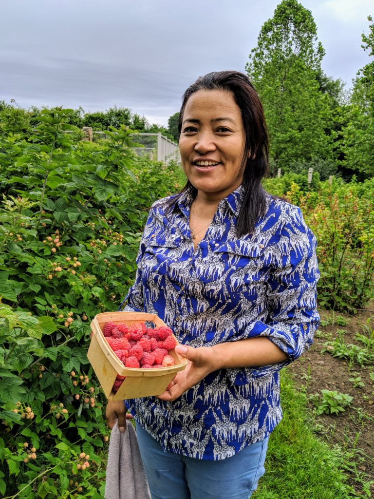 The Raspberries are Ready for Picking - The Martha Stewart Blog