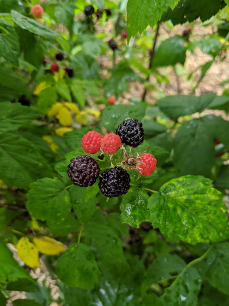 The Raspberries are Ready for Picking - The Martha Stewart Blog