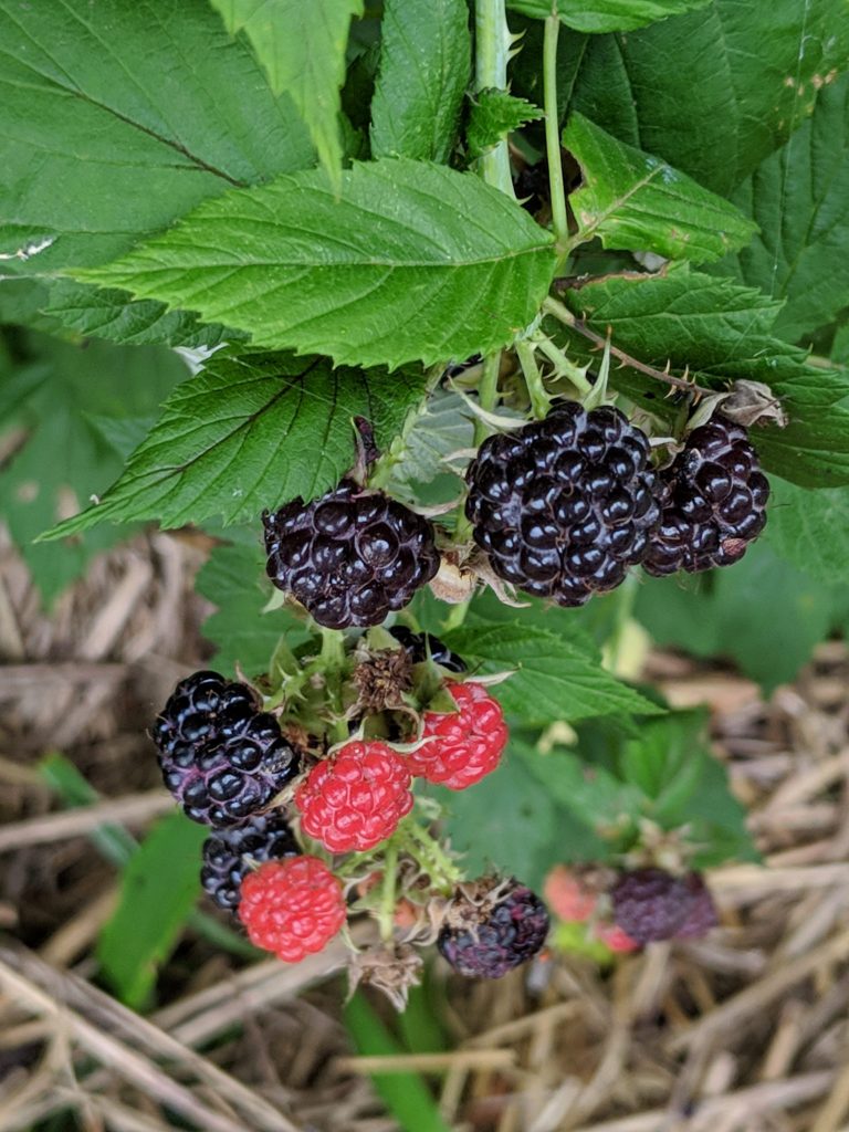 The Raspberries are Ready for Picking - The Martha Stewart Blog