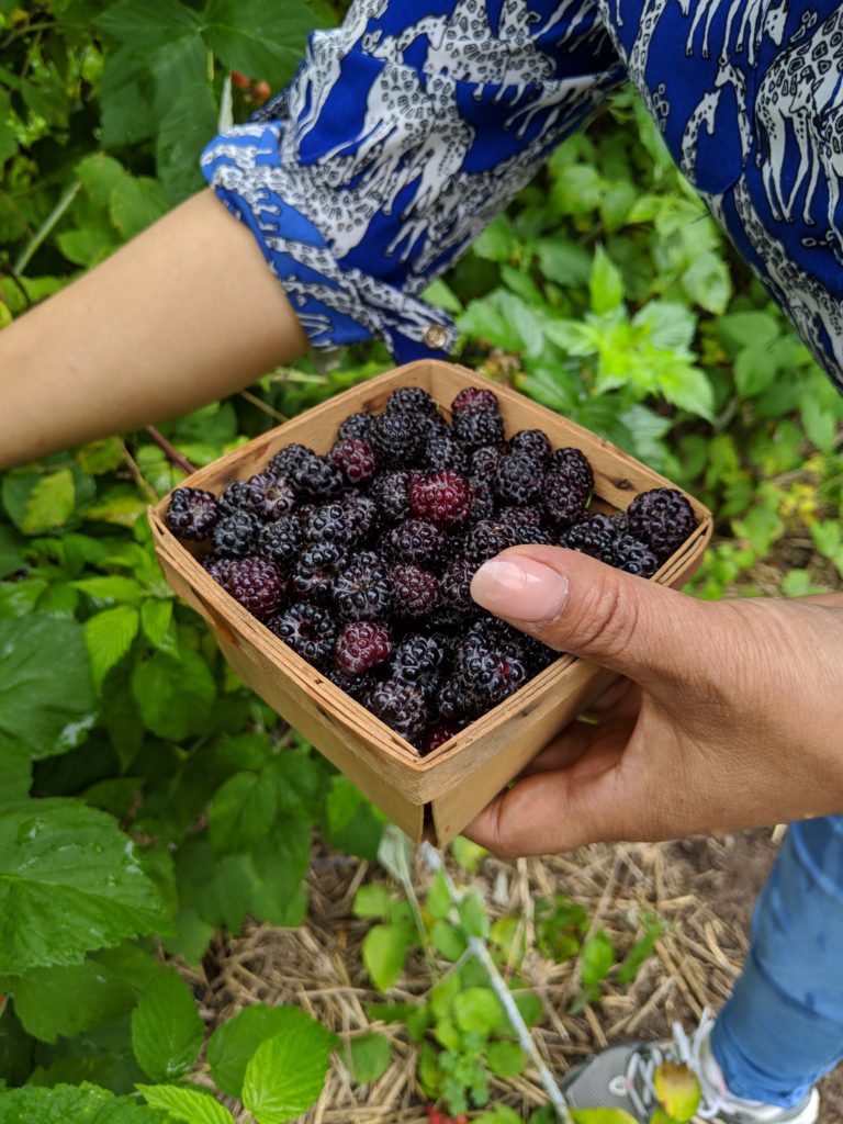 The Raspberries are Ready for Picking - The Martha Stewart Blog