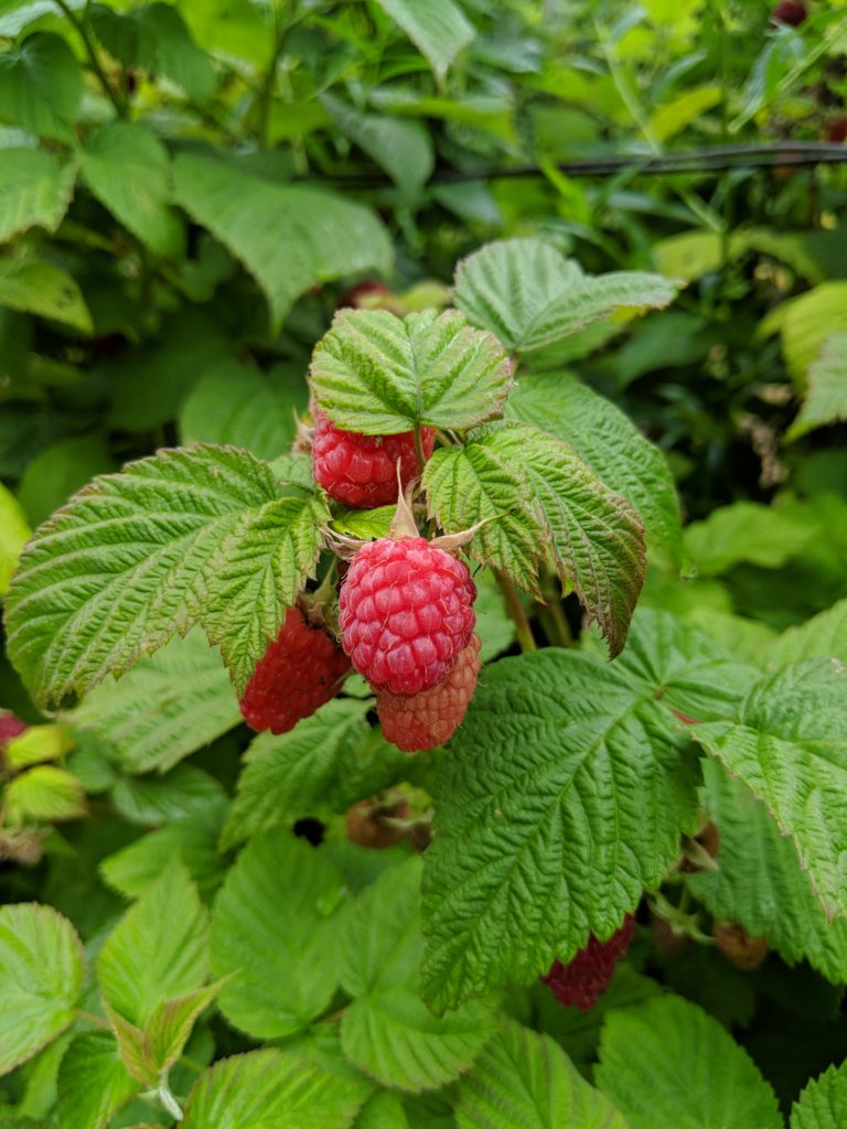 The Raspberries are Ready for Picking - The Martha Stewart Blog