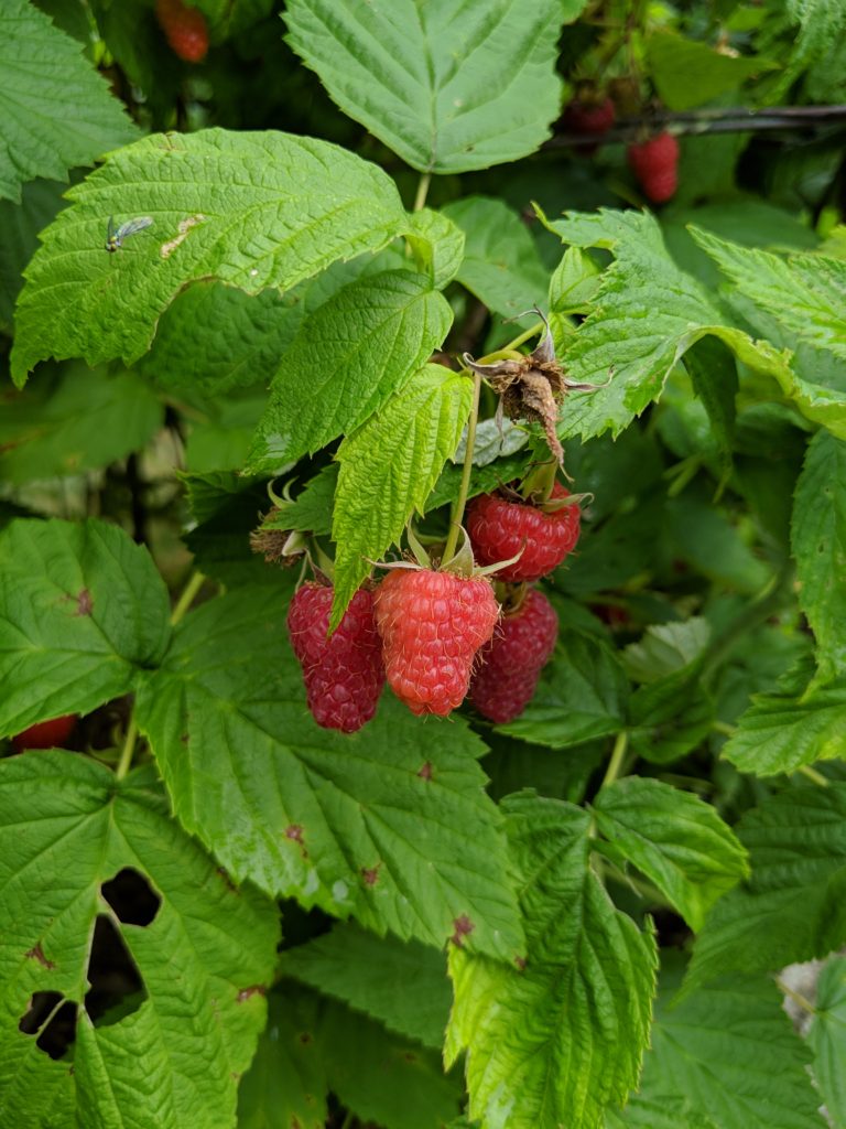 The Raspberries are Ready for Picking - The Martha Stewart Blog