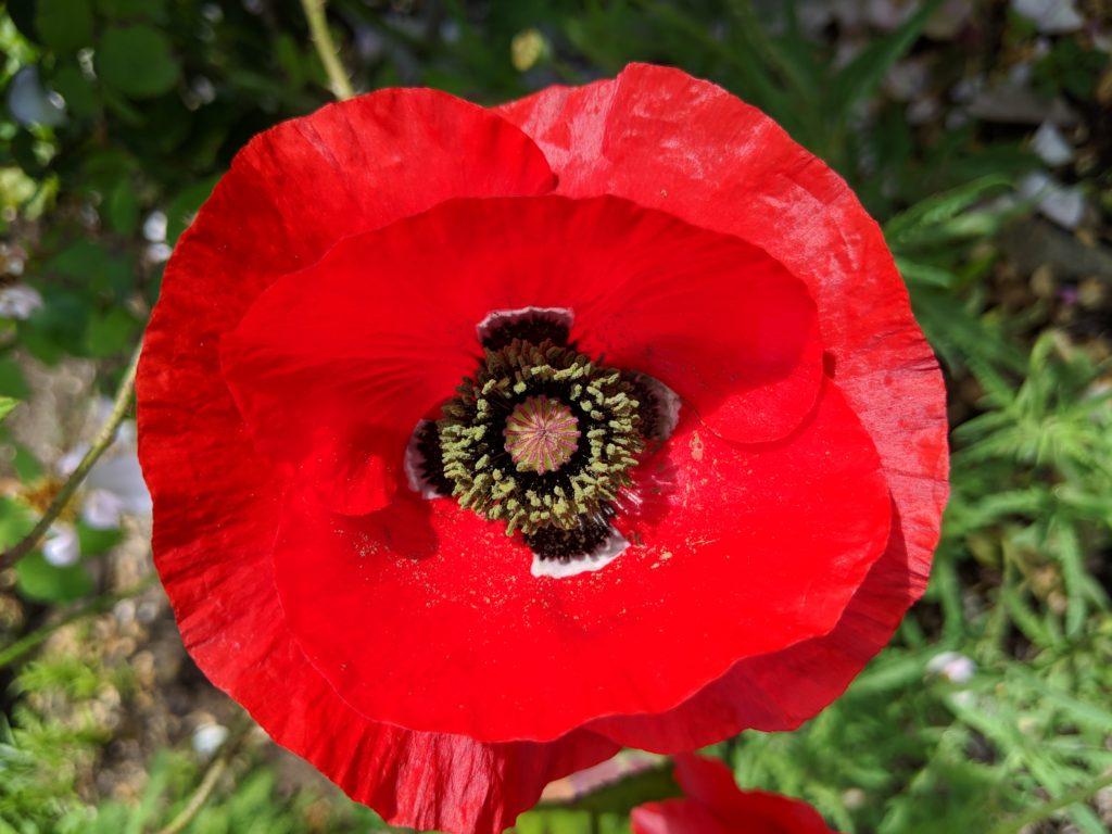 Early Summer Blooms in My Flower Garden - The Martha Stewart Blog