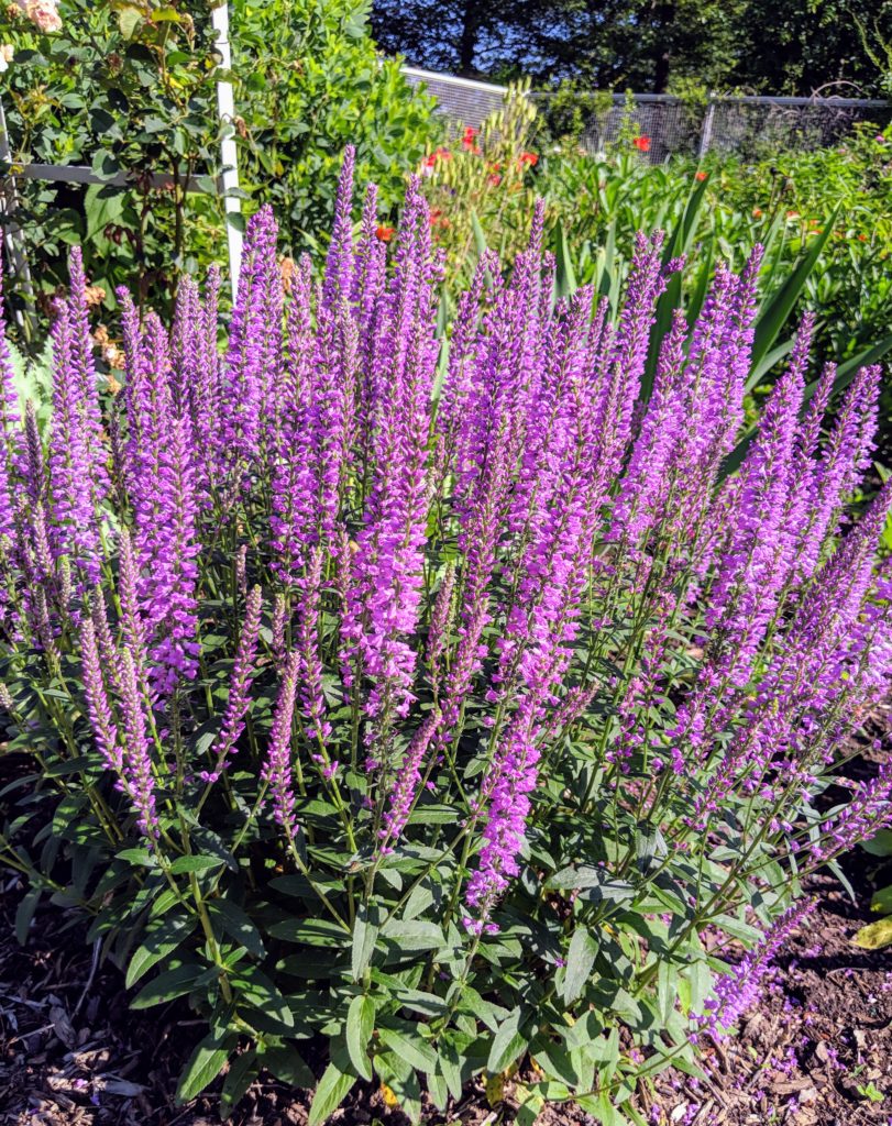 Early Summer Blooms in My Flower Garden - The Martha Stewart Blog