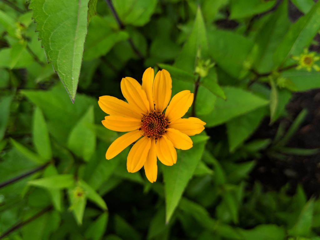 Early Summer Blooms in My Flower Garden - The Martha Stewart Blog