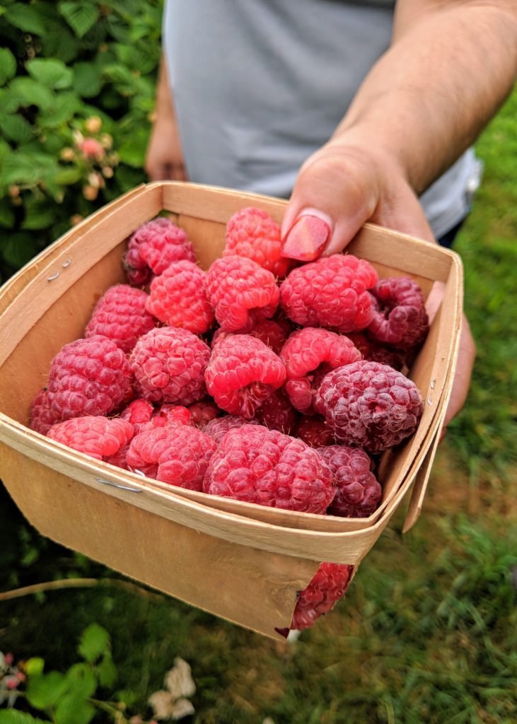 The Raspberries are Ready for Picking - The Martha Stewart Blog
