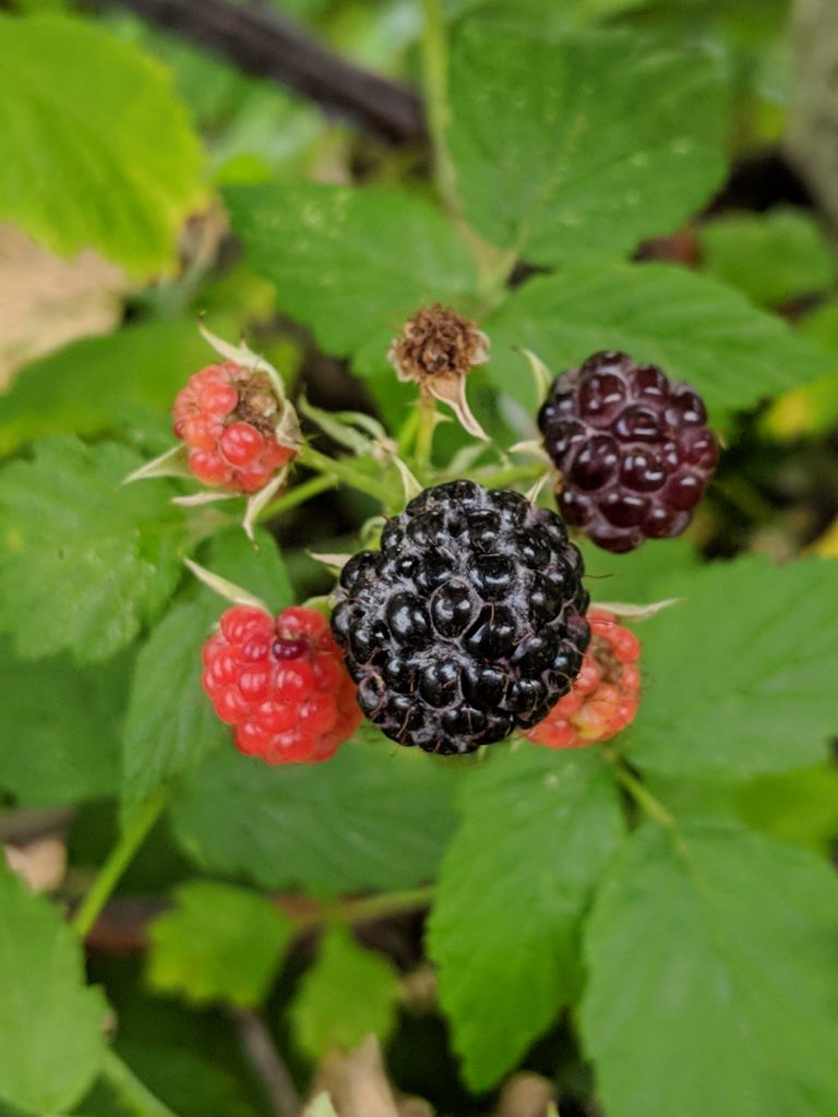 The Raspberries are Ready for Picking - The Martha Stewart Blog
