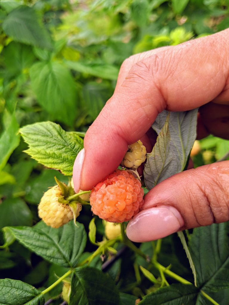 The Raspberries are Ready for Picking - The Martha Stewart Blog