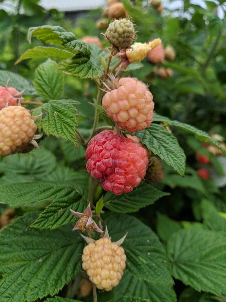 The Raspberries are Ready for Picking - The Martha Stewart Blog