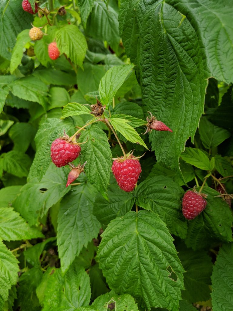 The Raspberries are Ready for Picking - The Martha Stewart Blog