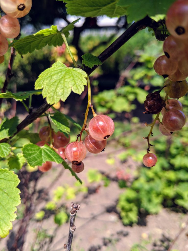 Picking Gooseberries and Currants at the Farm - The Martha Stewart Blog