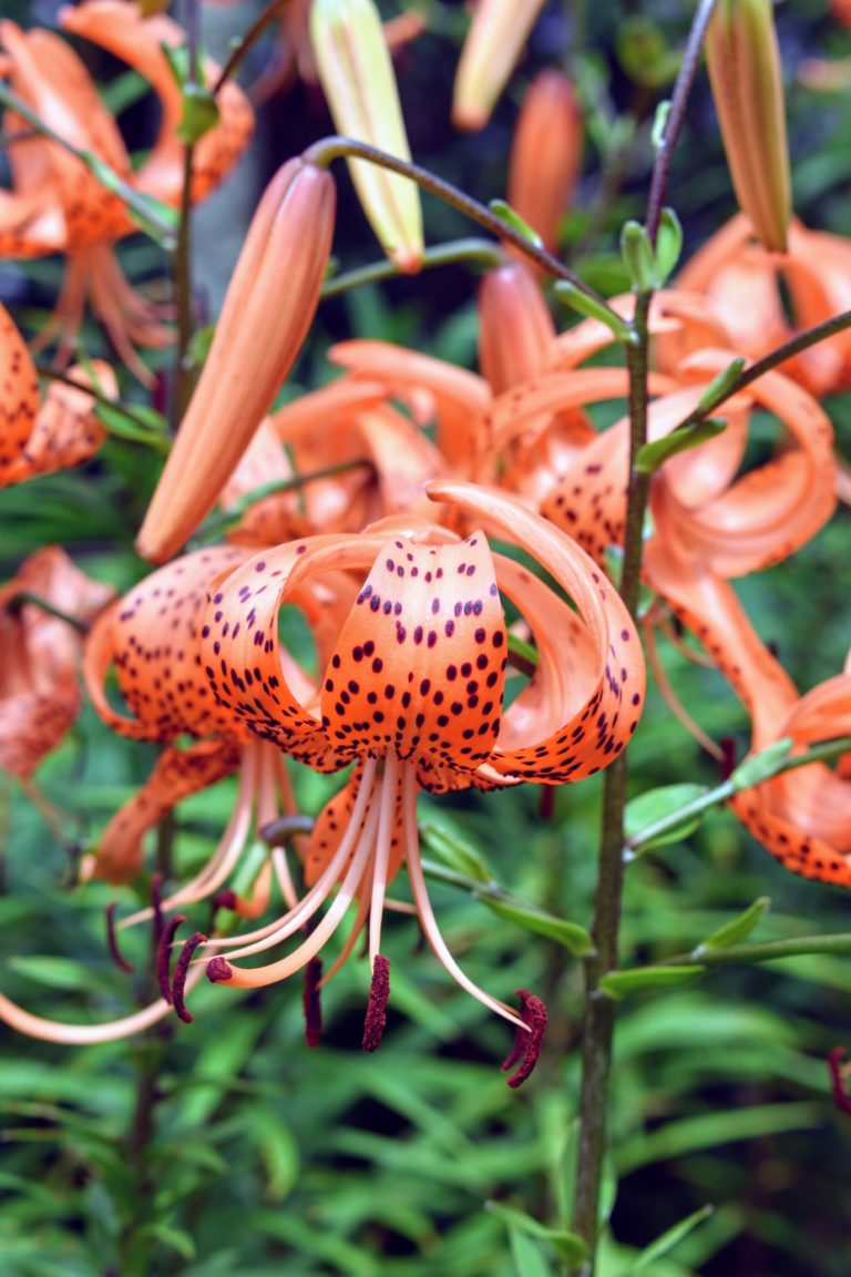 The Martha Stewart Blog : Blog Archive The Blooming Tiger Lilies Along ...