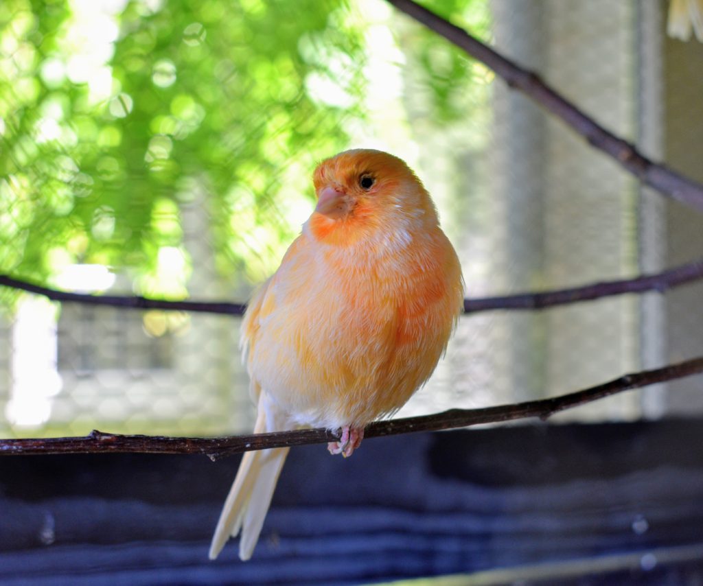 Checking on My Beautiful Canaries - The Martha Stewart Blog