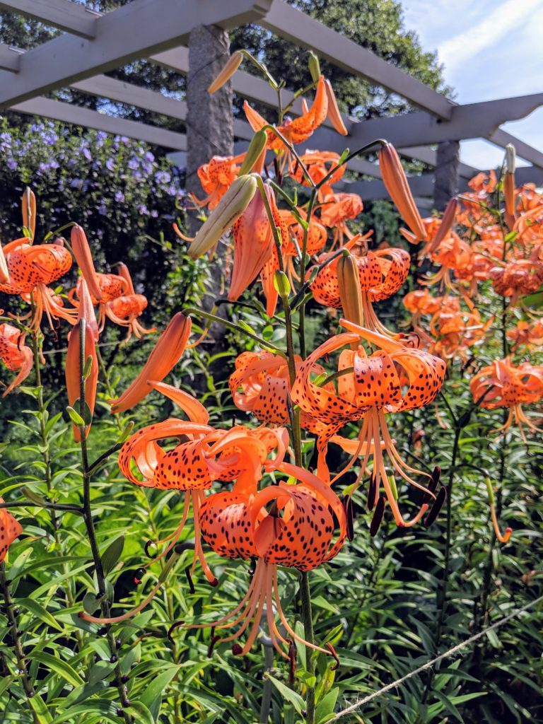 The Blooming Tiger Lilies Along My Pergola - The Martha Stewart Blog