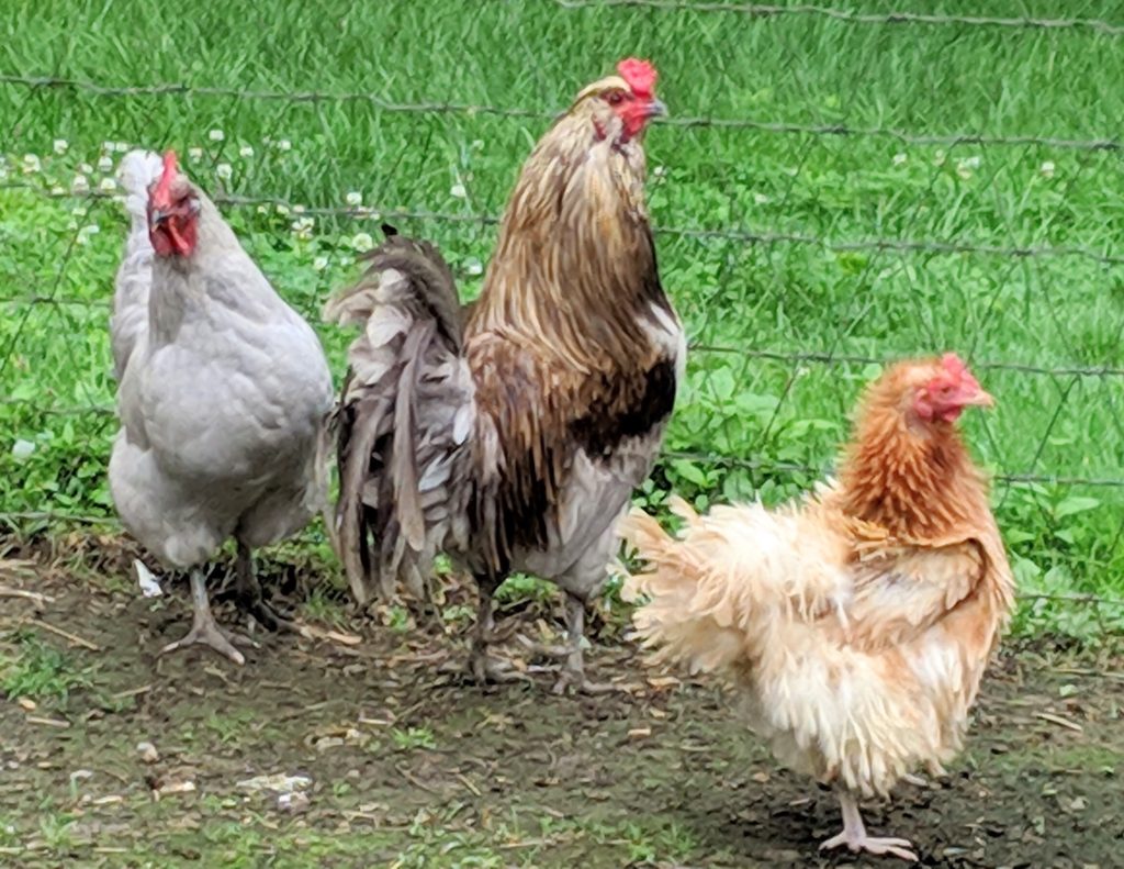 Ayam Cemani Chickens Join My Flock - The Martha Stewart Blog