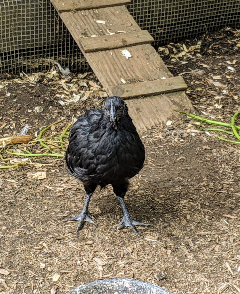 Ayam Cemani Chickens Join My Flock - The Martha Stewart Blog