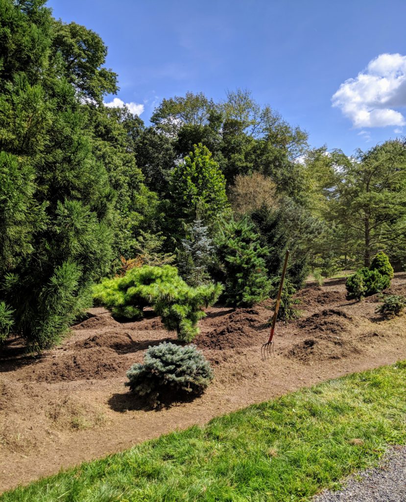Pinetum Maintenance - The Martha Stewart Blog