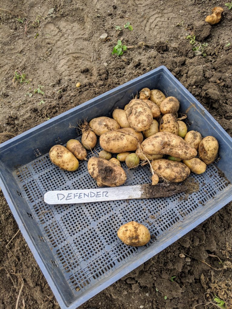 Picking the First Batch of Potatoes - The Martha Stewart Blog