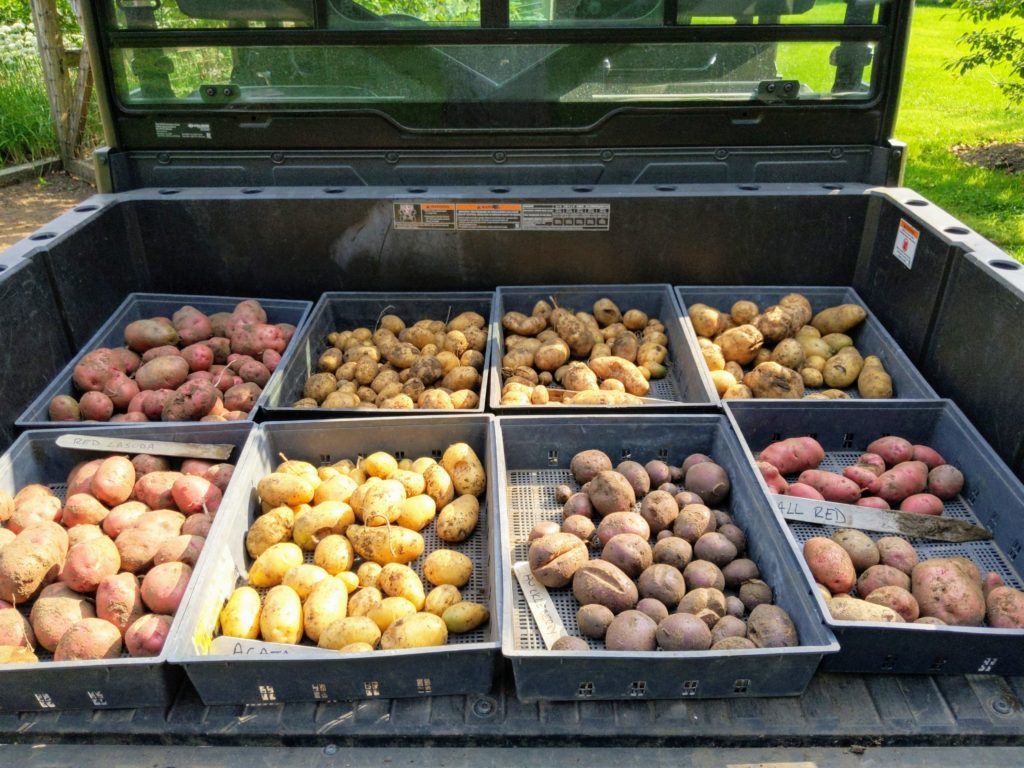 Picking the First Batch of Potatoes - The Martha Stewart Blog