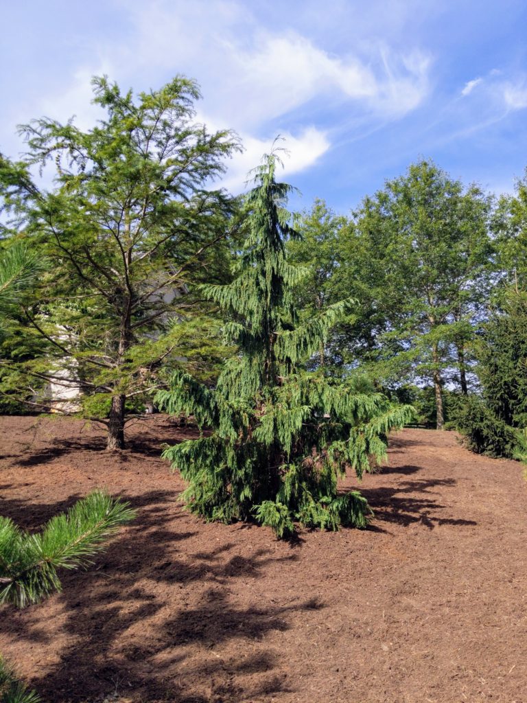 Pinetum Maintenance - The Martha Stewart Blog
