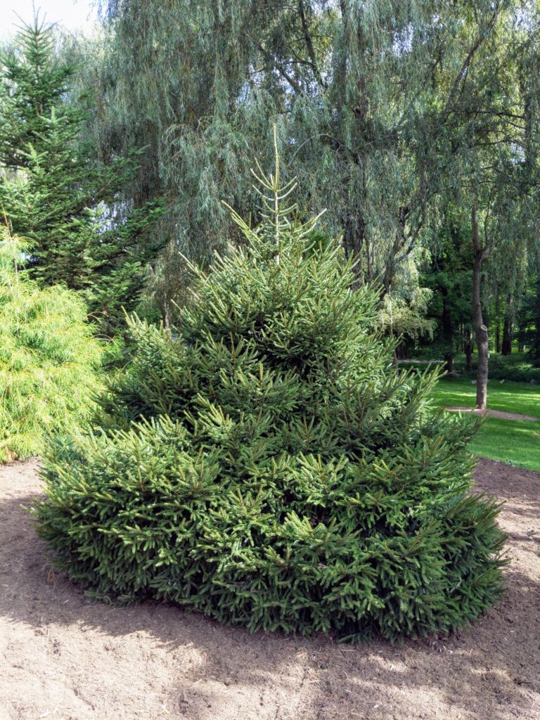 The Martha Stewart Blog : Blog Archive Pinetum Maintenance - The Martha ...