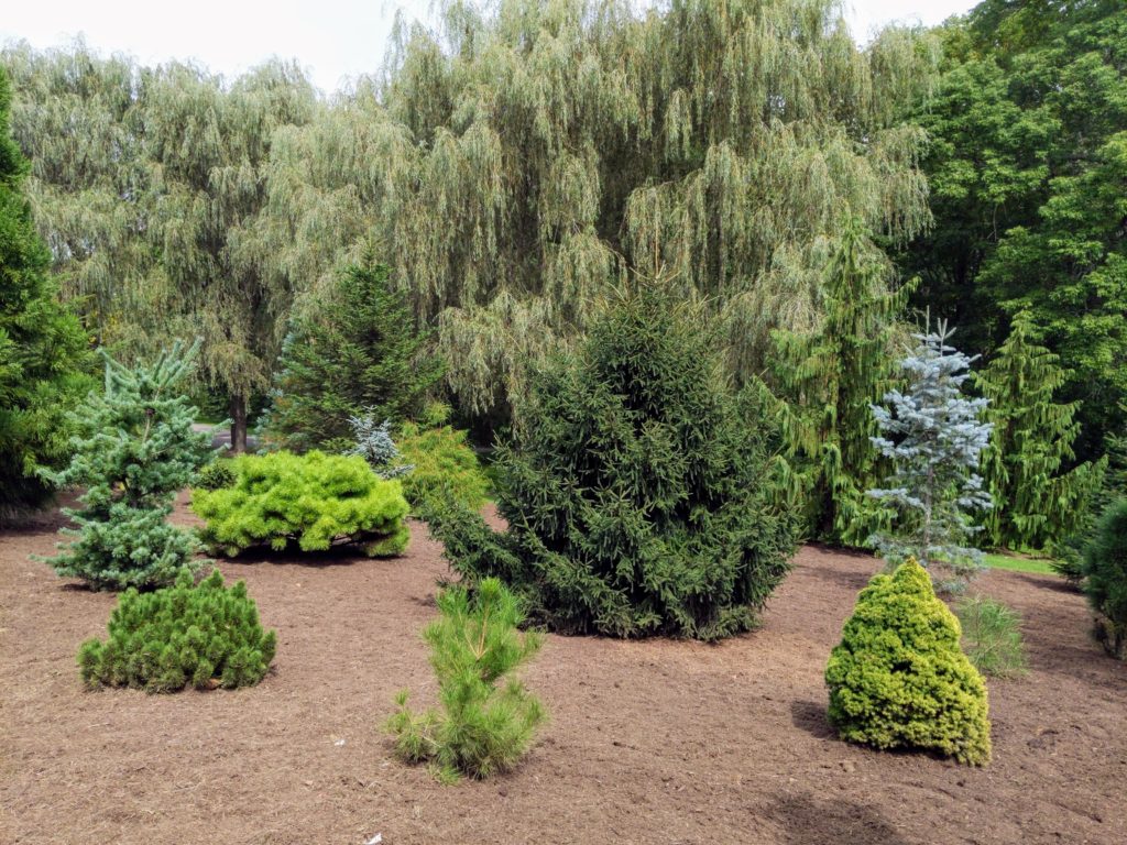 Pinetum Maintenance - The Martha Stewart Blog