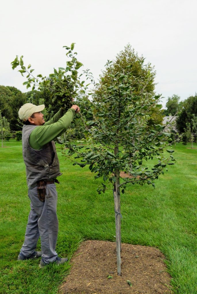 Pruning Trees and Hedges at the Farm - The Martha Stewart Blog