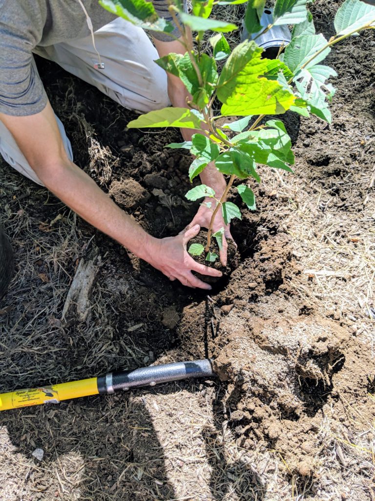 Planting a Border of Witch Hazel - The Martha Stewart Blog