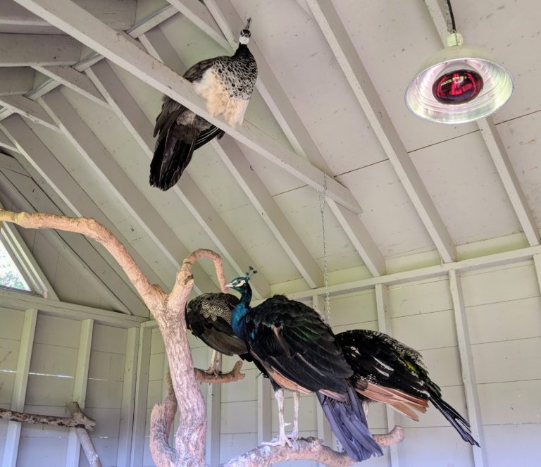 The Martha Stewart Blog : Blog Archive Fall Cleaning in the Peafowl ...