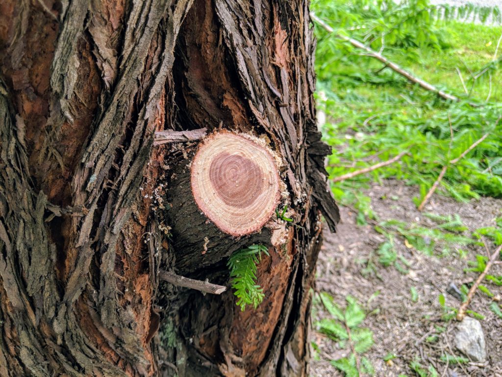 Caring for My Dawn Redwoods, Pin Oaks and Weeping Hornbeams - The ...