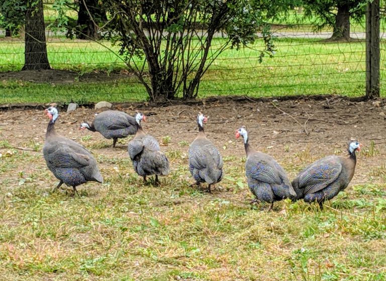 The Guinea Fowl at My Farm - The Martha Stewart Blog